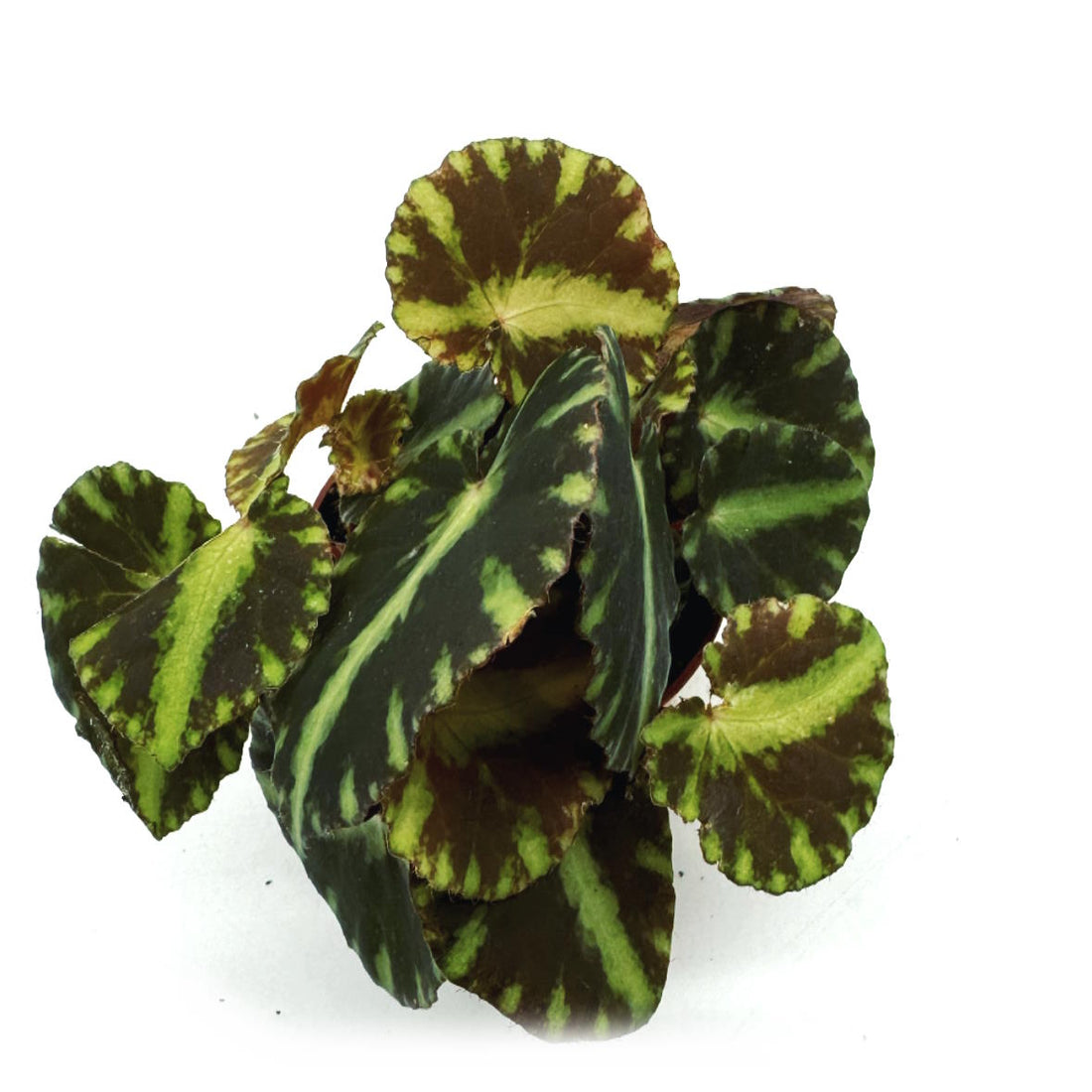Begonia cleopatrae | Cleopatra-Begonie – pflanzen-im-glas.de