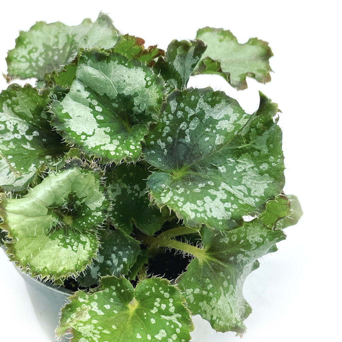 Begonia rex 'Escargot' | Königsbegonie – pflanzen-im-glas.de