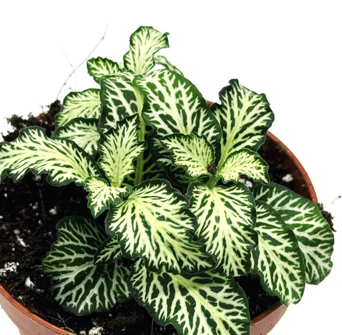 Fittonia albivenis 'White Tiger' | ehem. verschaffeltii | Mosaikpflanz ...