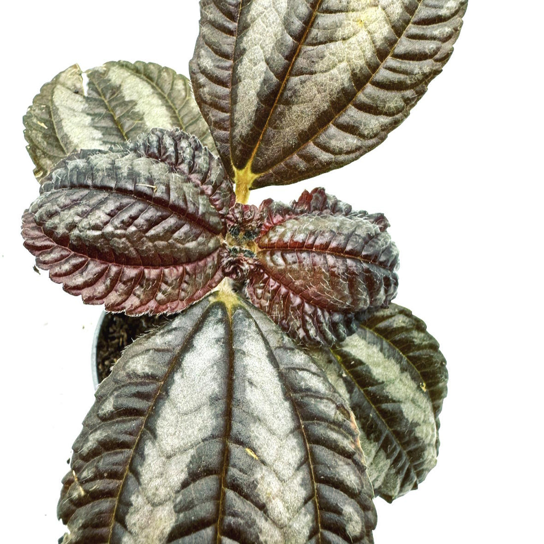 Pilea involucrata 'Norfolk' | Kanonierblume – pflanzen-im-glas.de